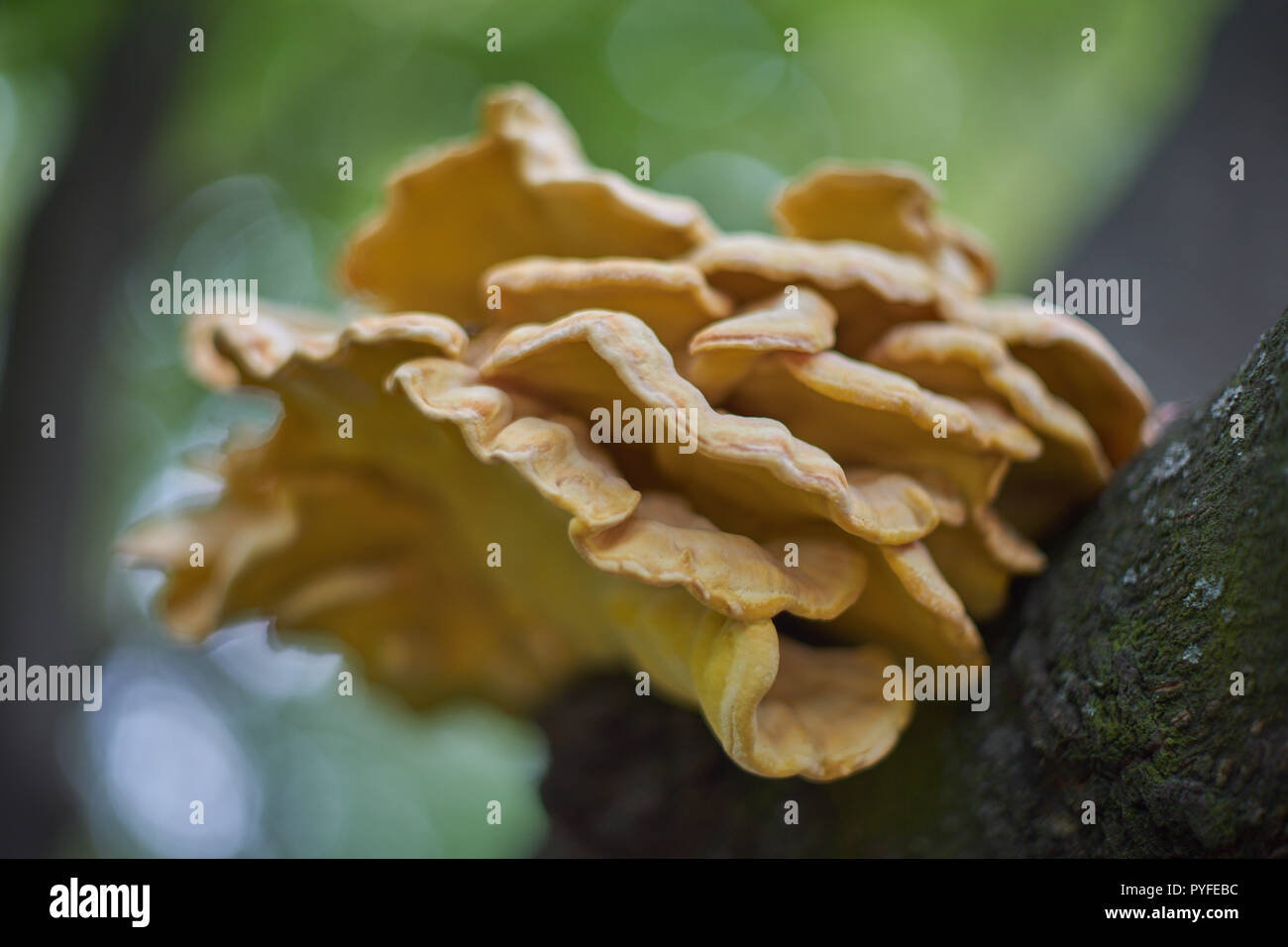 Lush fungus hi-res stock photography and images - Alamy