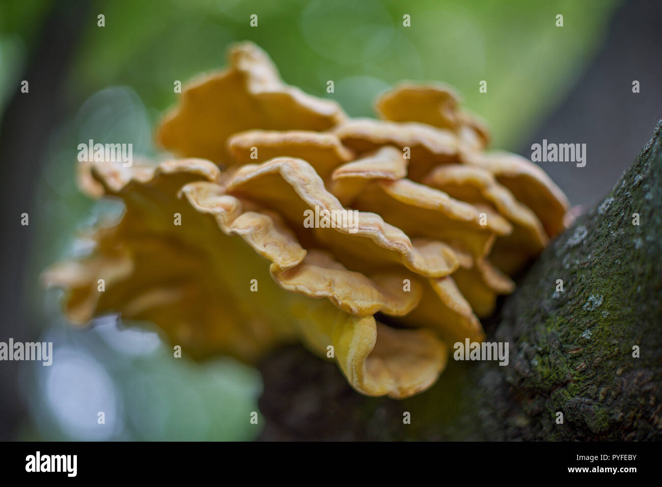 fungus growing on the tree bark Stock Photo - Alamy
