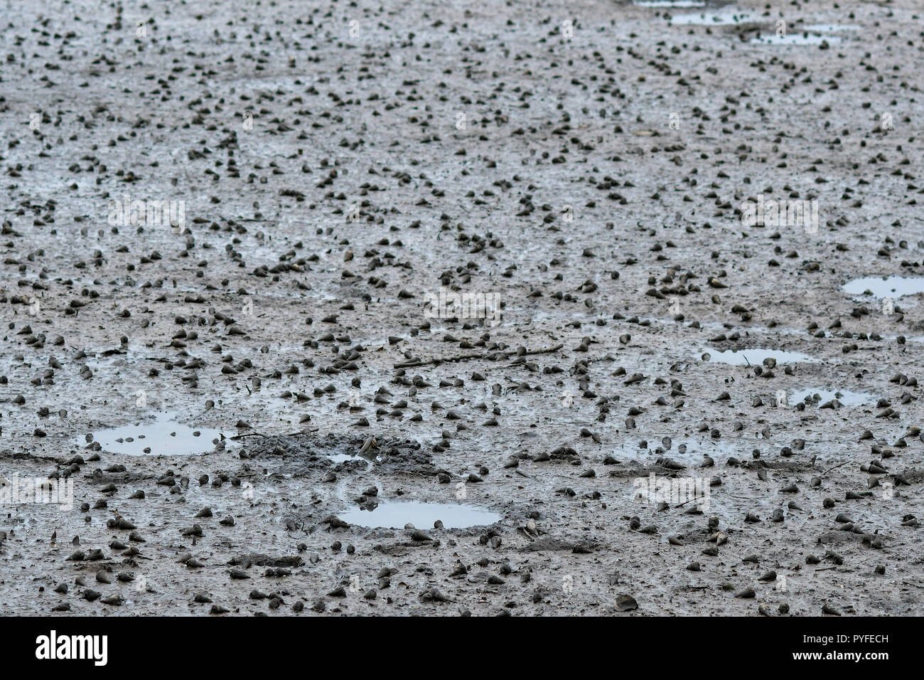 Swamp drainage hi-res stock photography and images - Alamy