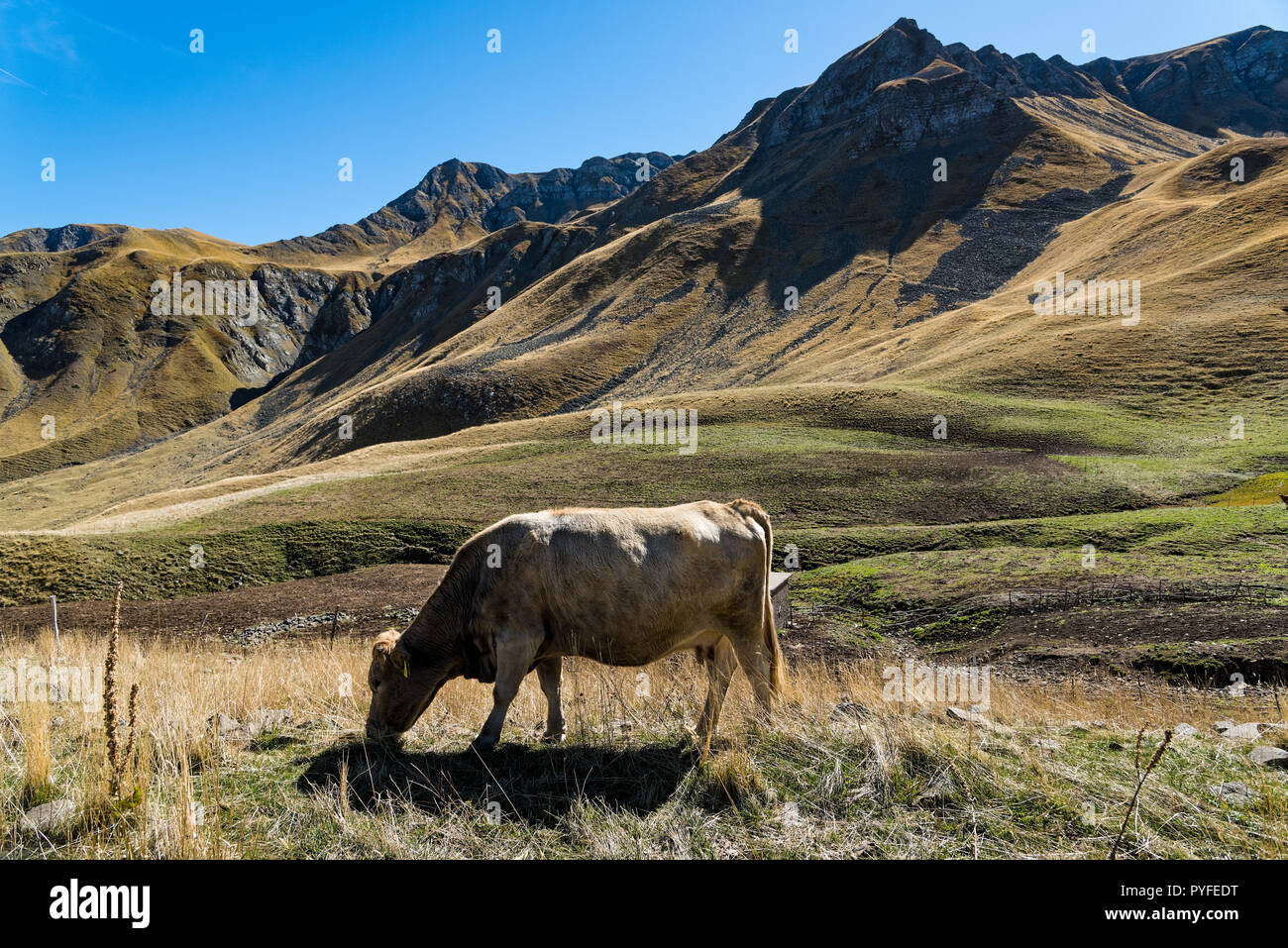 Landscape with cow on Mount Grammos in Greece Stock Photo - Alamy