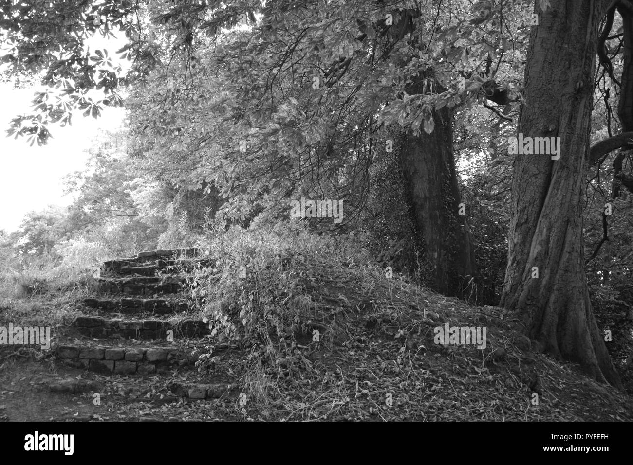 Ancient uk tree Black and White Stock Photos & Images - Alamy