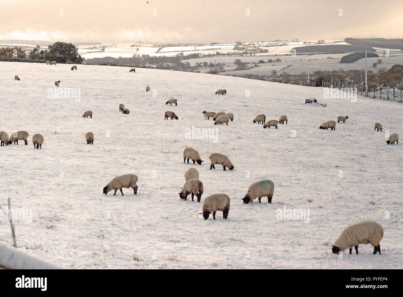Sheep in snow Stock Photo - Alamy