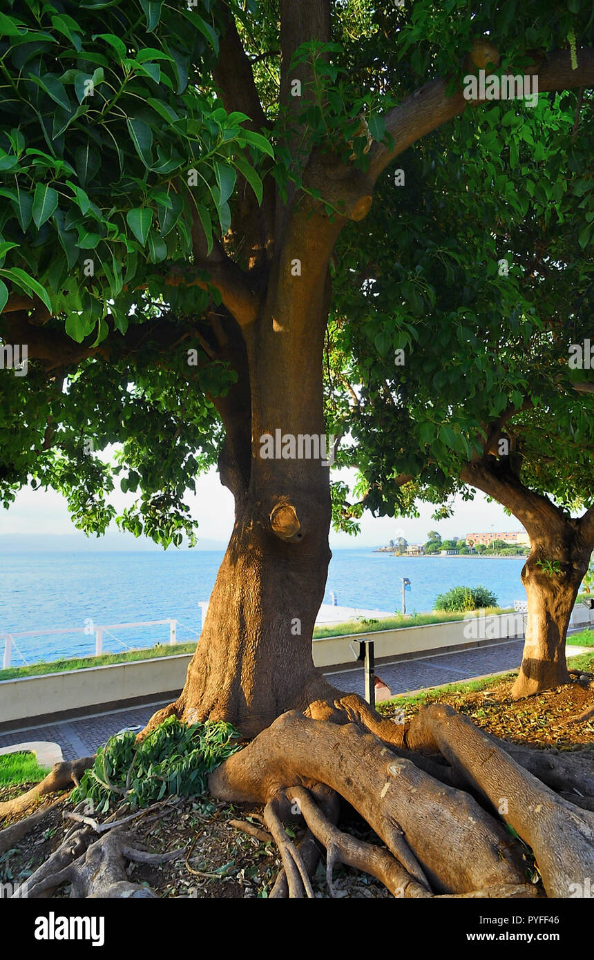 Reggio Calabria, Italy. Lungomare Falcomatà. One of the huge ficus ...