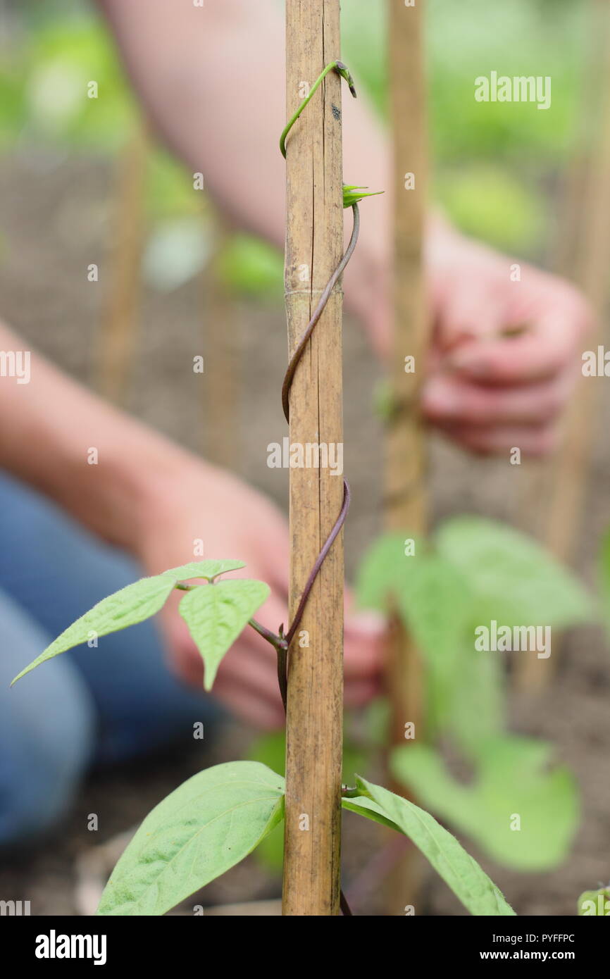 Phaseolus coccineus. Tendrils of young runner bean 'Scarlet Emperor ...