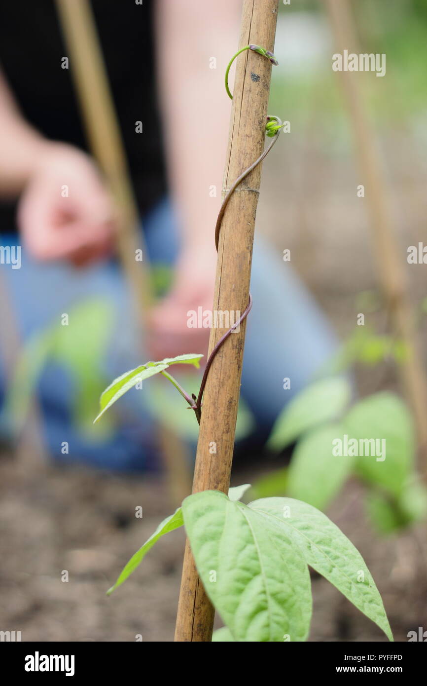 Phaseolus coccineus. Tendrils of young runner bean 'Scarlet Emperor ...