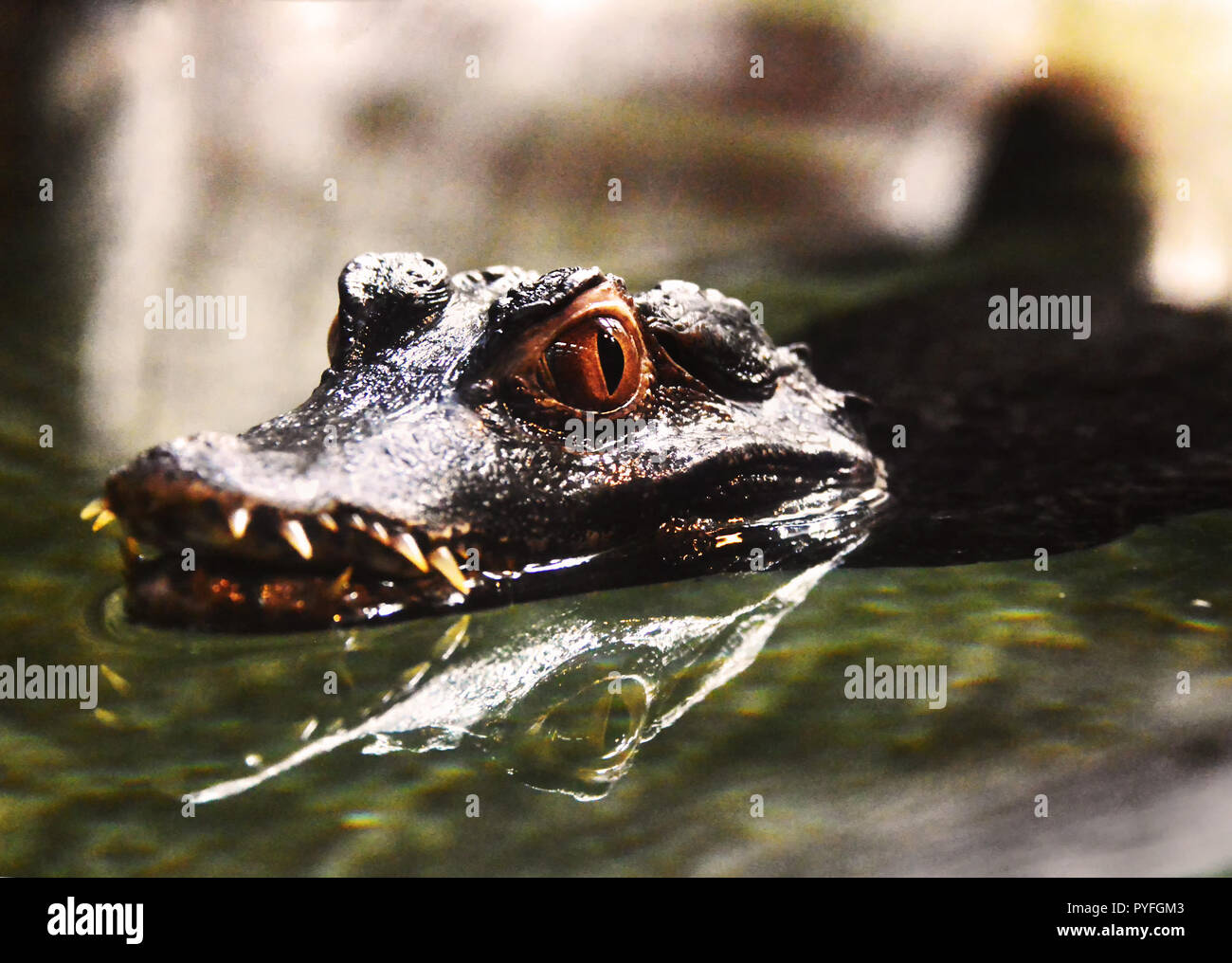 Cuvier's Dwarf Caiman Stock Photo - Alamy