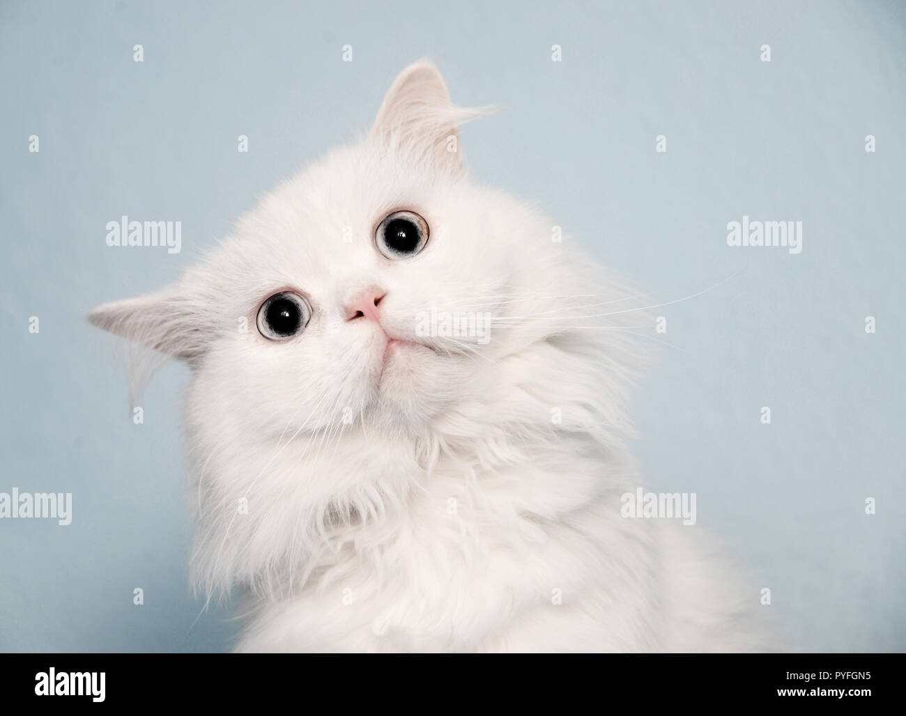 Perfect white cat, portrait Stock Photo - Alamy