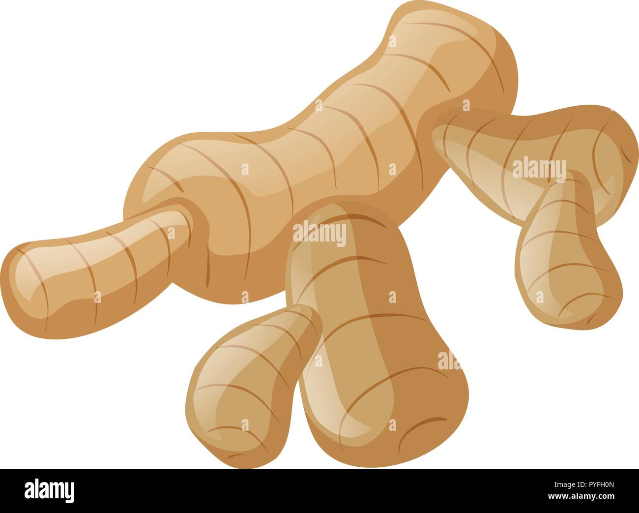 Fresh ginger on white background illustration Stock Vector Image & Art ...