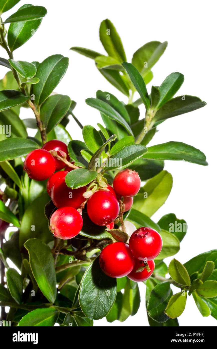 Cow berries hi-res stock photography and images - Alamy