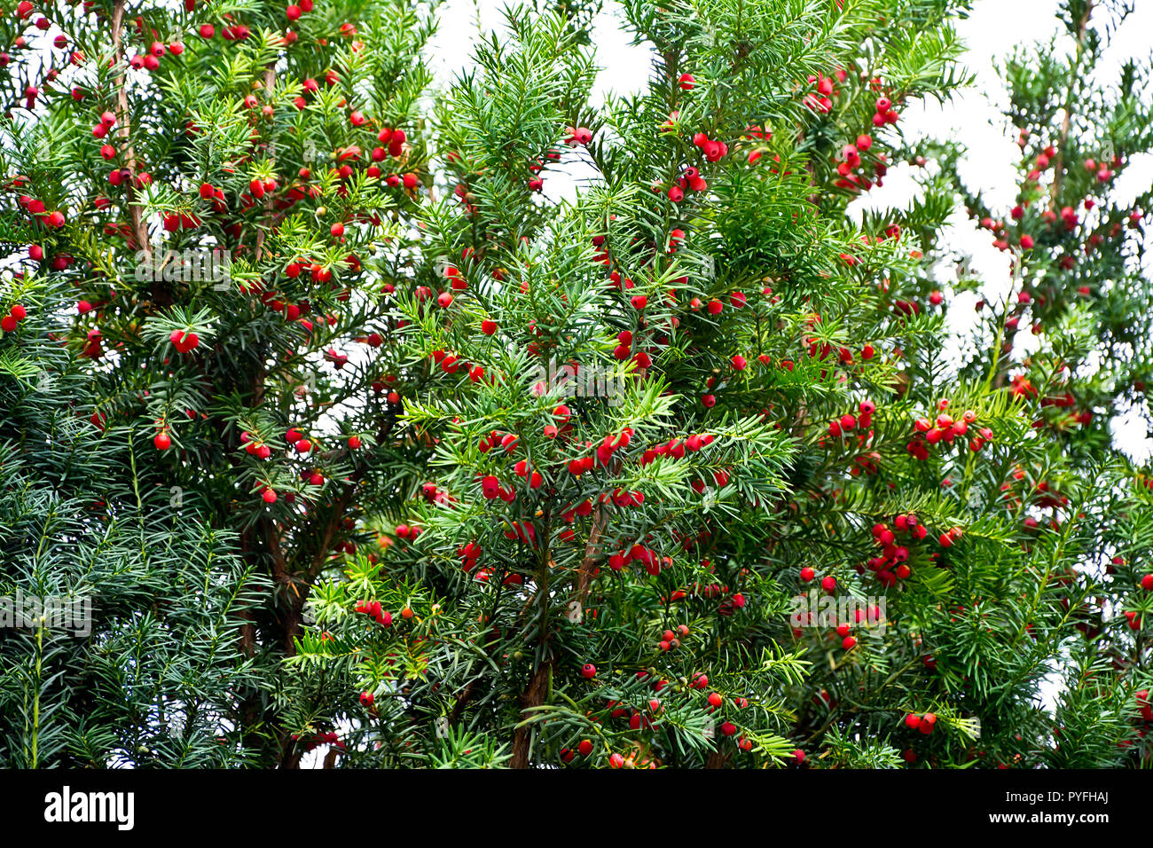 A thick yew bush with ripe red fruits Stock Photo - Alamy