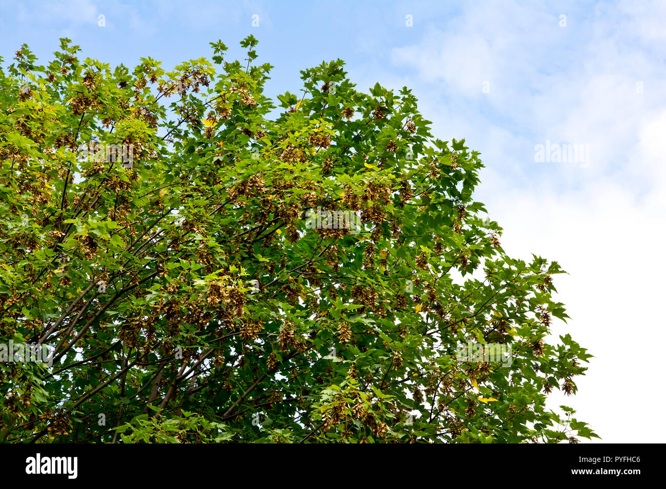 Tree seeds autumn hi-res stock photography and images - Alamy