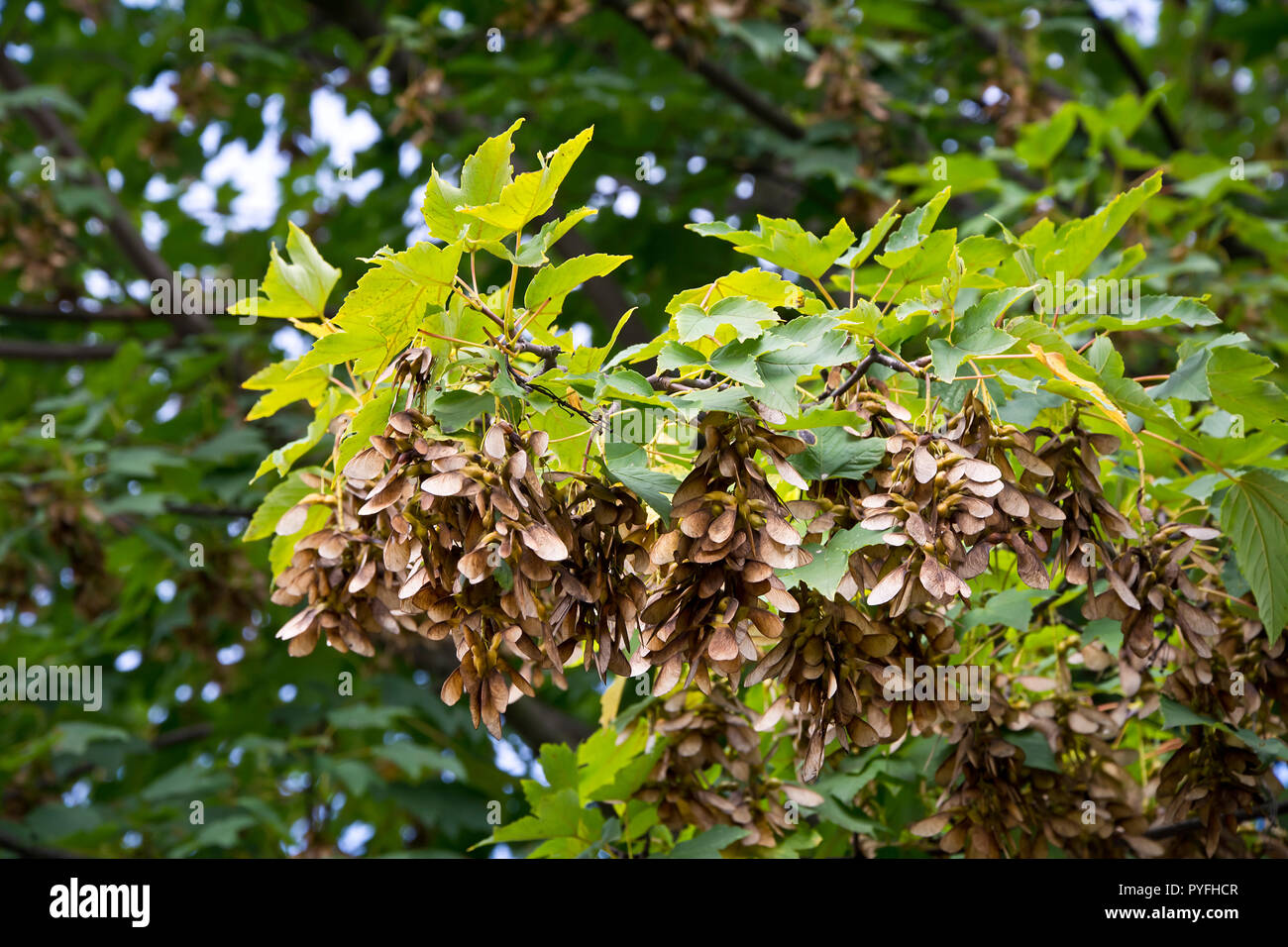 Maple Tree Seeds Closeup High Resolution Stock Photography and Images ...