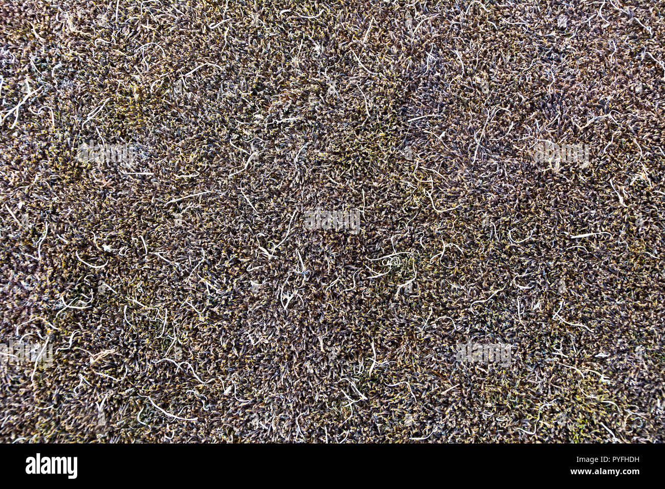 Mossed moss during hot summer. Background Stock Photo - Alamy