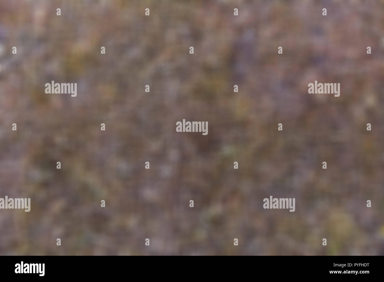 Blurred. Background from dried gray moss. Background, texture Stock ...