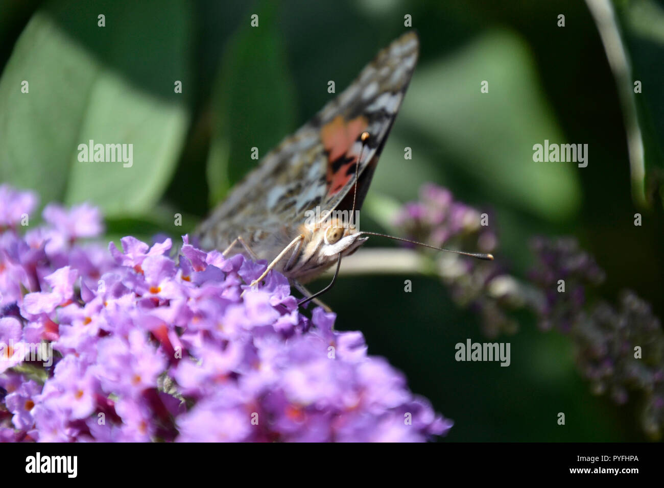 Witham country park hi-res stock photography and images - Alamy