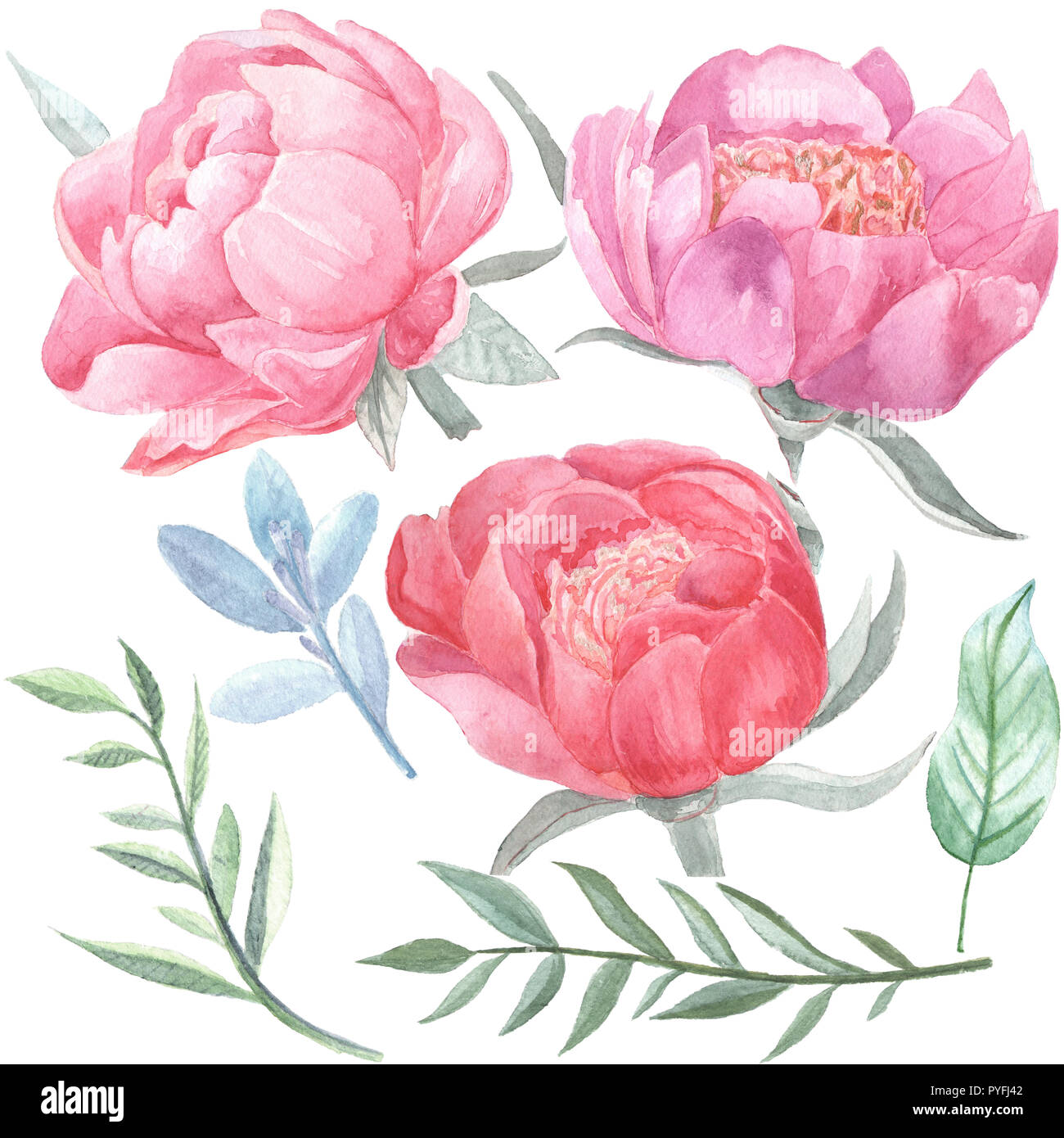 Hand drawn watercolor flowers botanical elements for your design Stock ...
