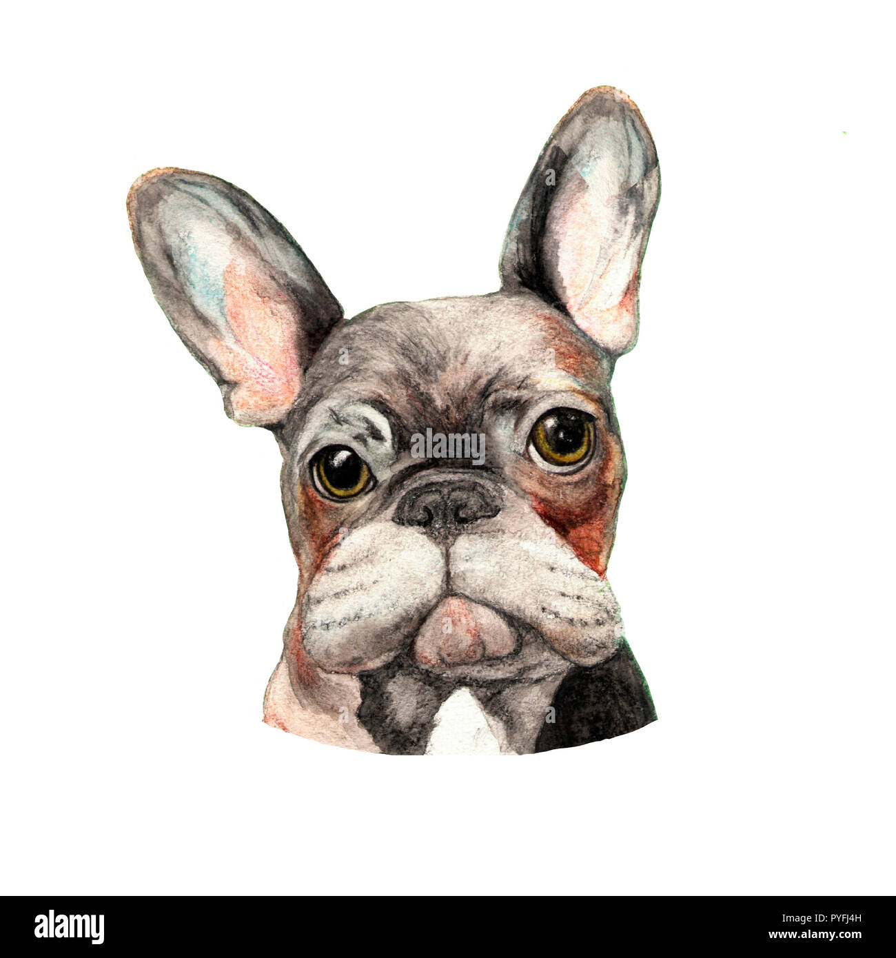 Funny french bulldog puppy face artistic hand drawn illustration Stock ...