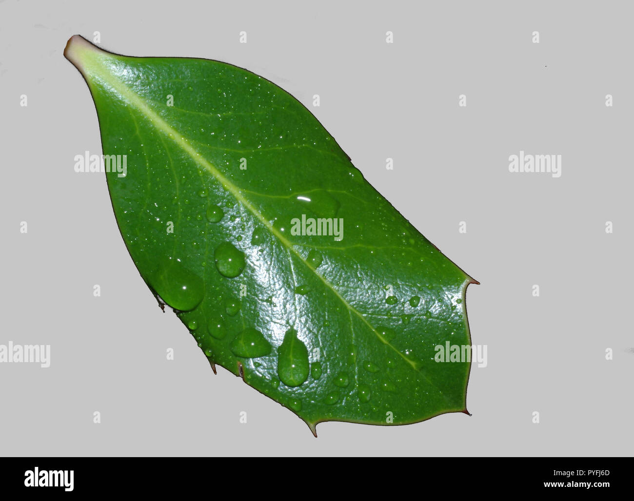 Holly leaf close up tree hi-res stock photography and images - Alamy