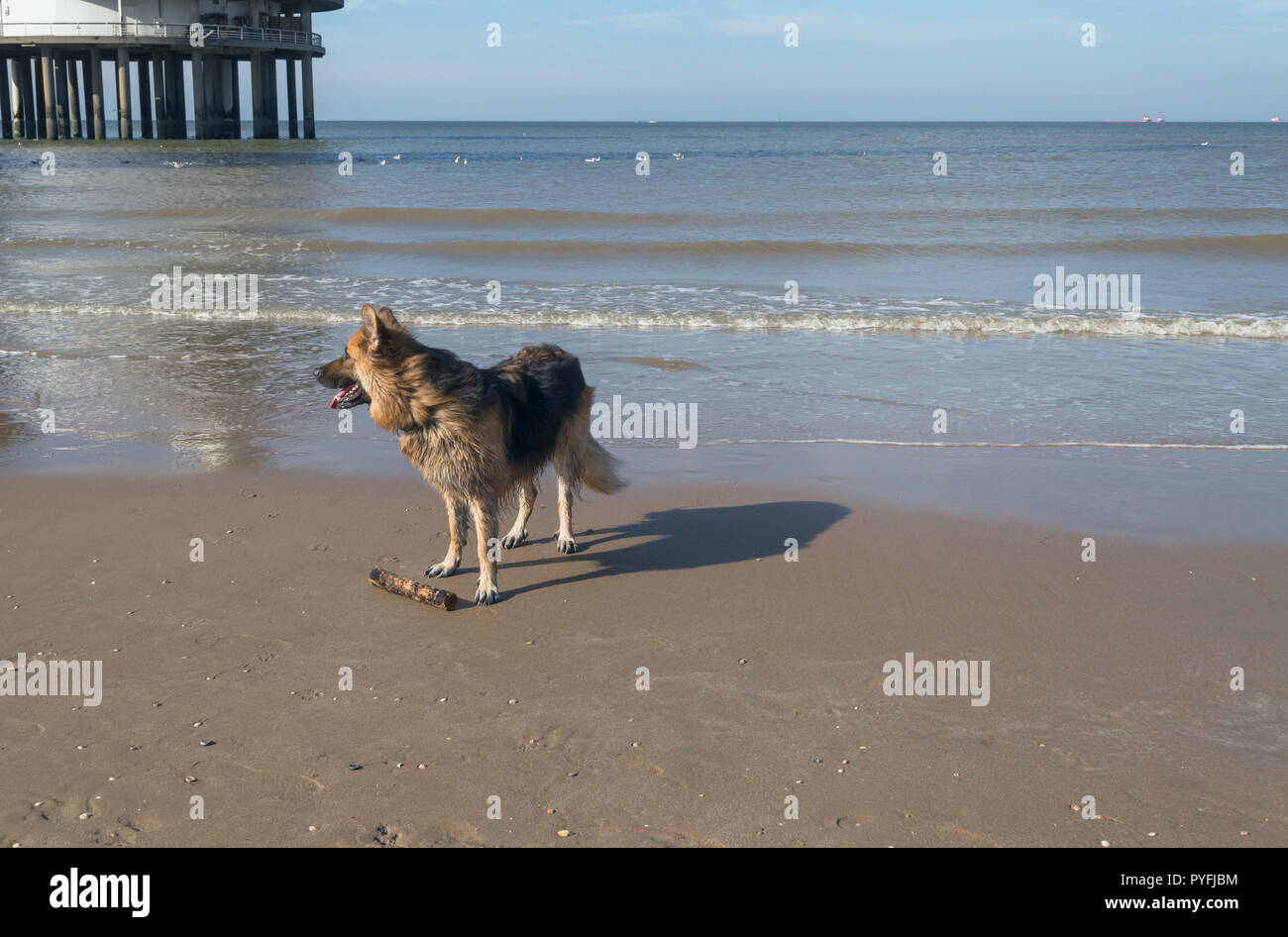 profile of german shepherd on the beach with sea background Stock Photo ...