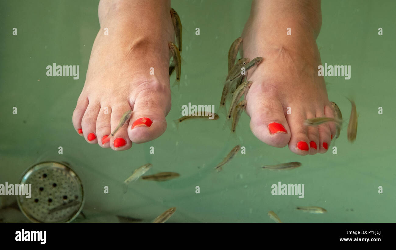 Holiday makers relaxing at a fish spa in Rhodes, Greeece with Garra ...