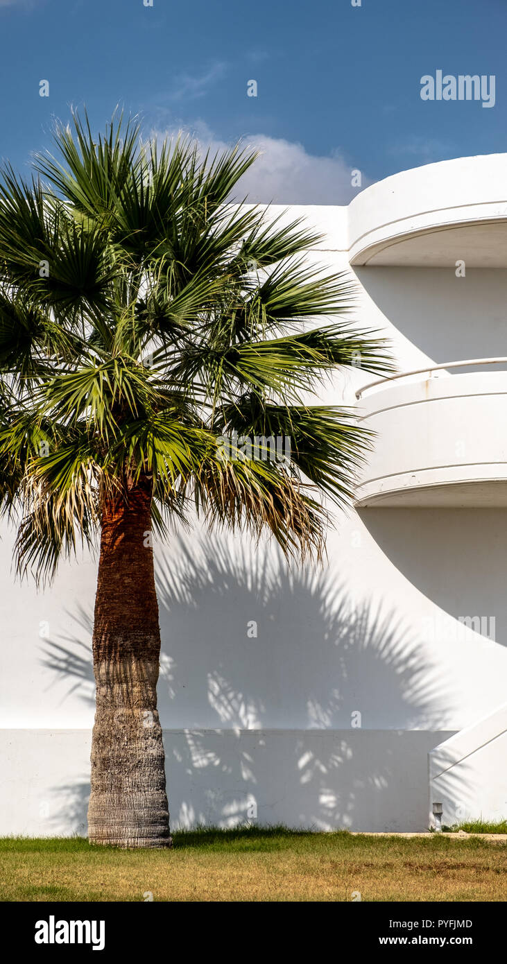 Trachycarpus fortunei Chusan palm against a plain white background of a ...
