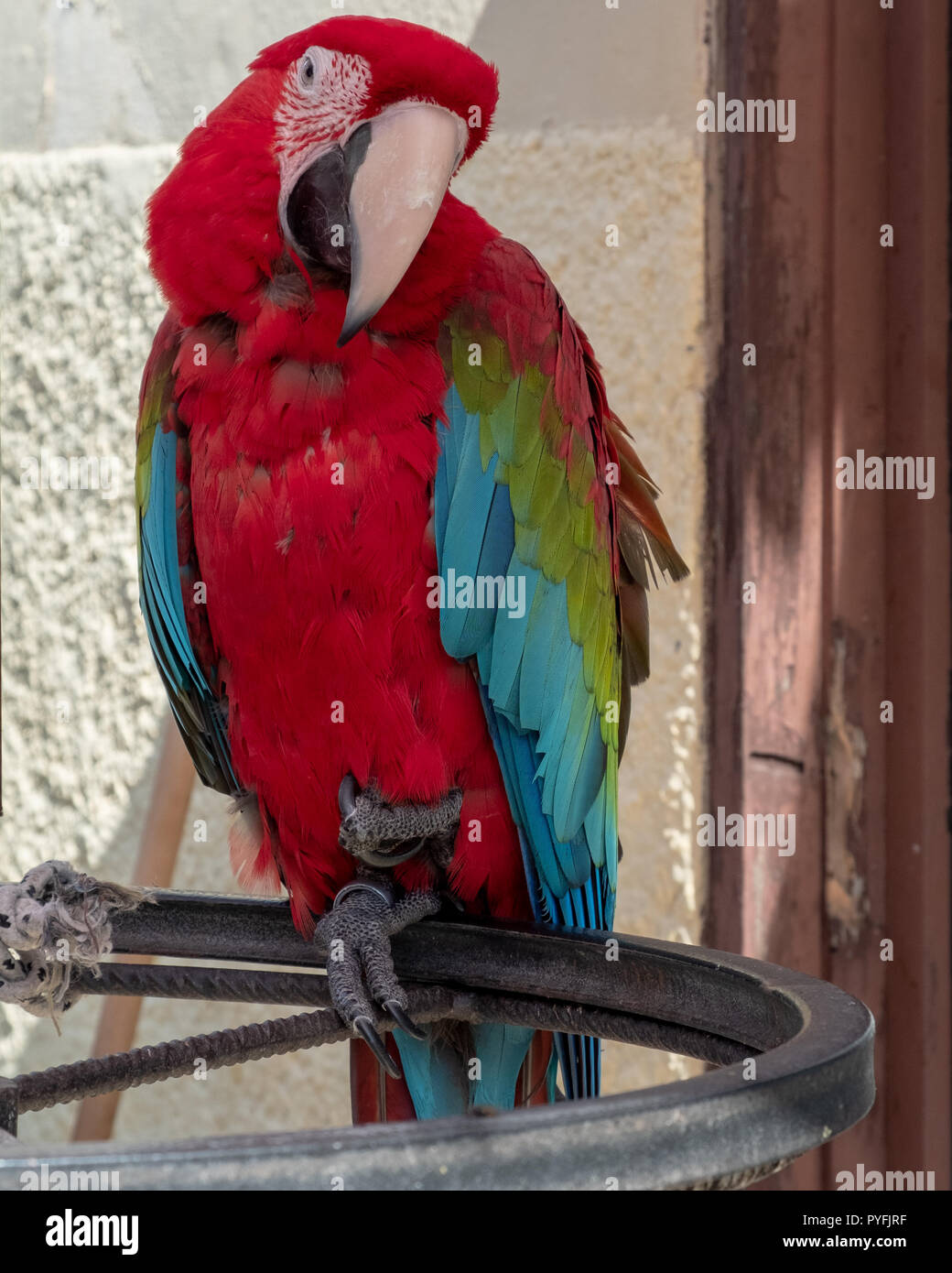Grand old parrot hi-res stock photography and images - Alamy
