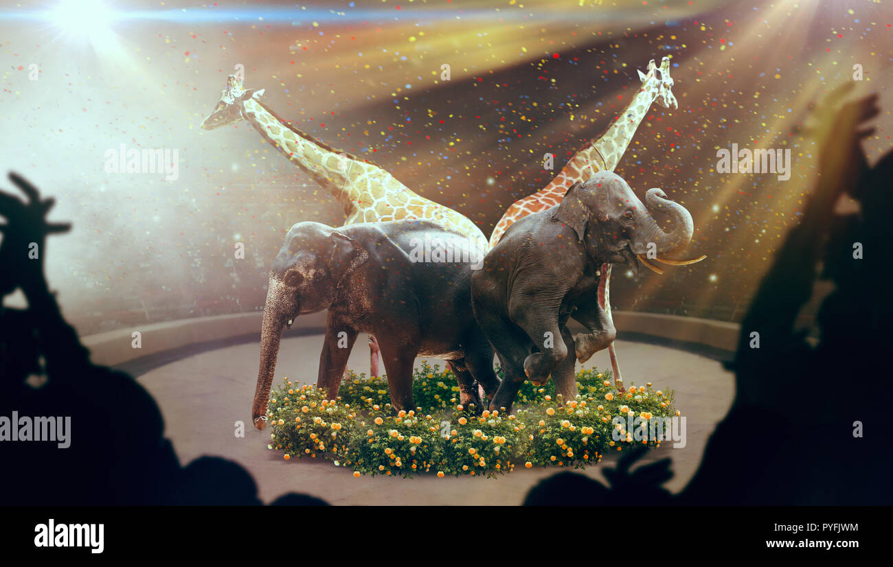 Elephants and giraffes, show on arena in the circus. African animals ...