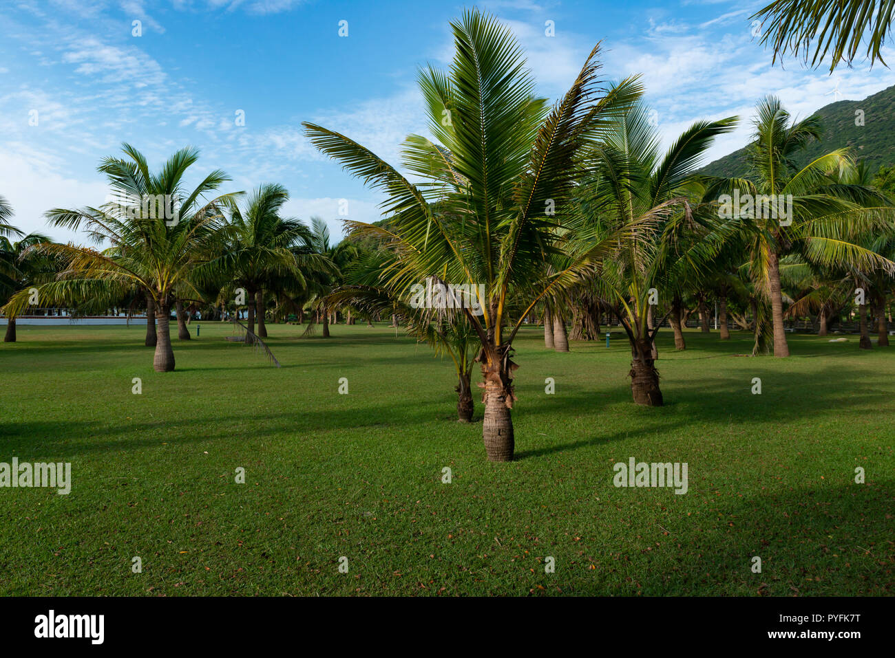 green field and blue sky in the morning Stock Photo - Alamy