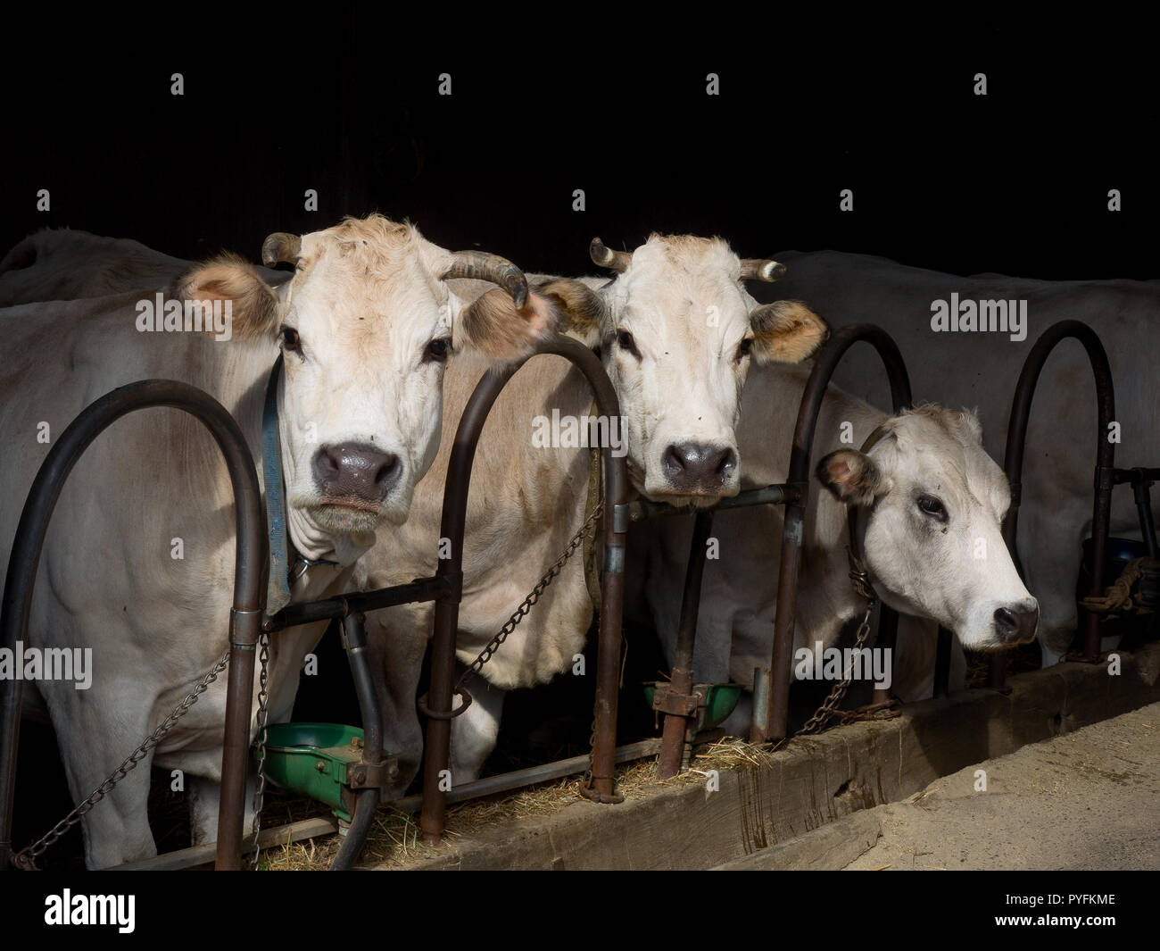 Cattle stable hi-res stock photography and images - Alamy