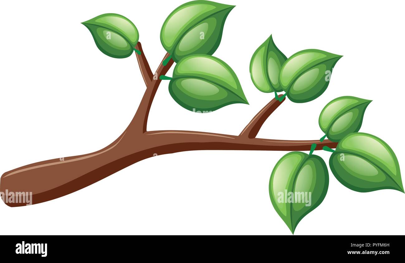 Tree branch with green leaves illustration Stock Vector Image & Art - Alamy