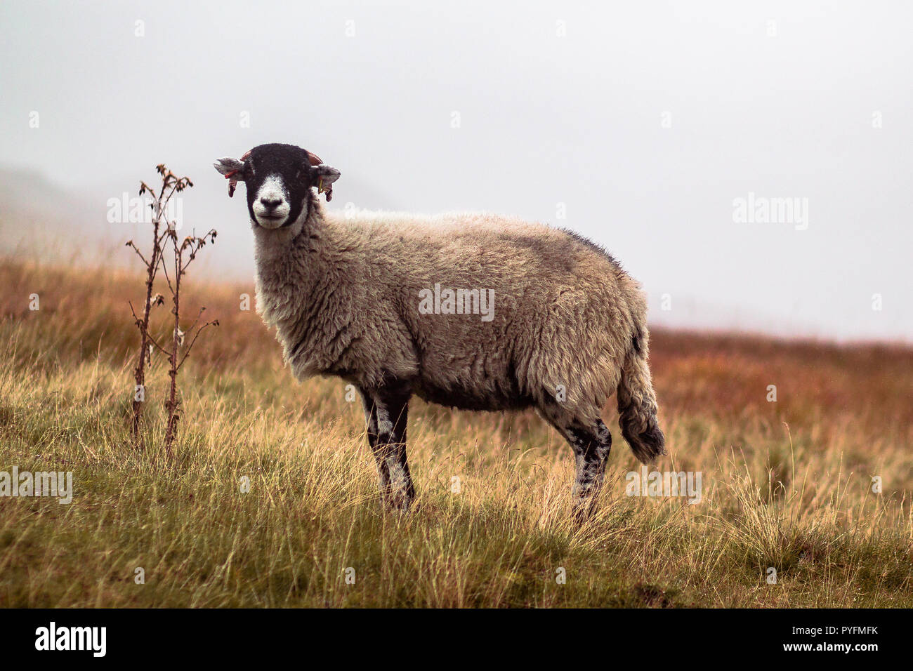 Sheep In A Scotland Field In Autumn Stock Photo - Alamy
