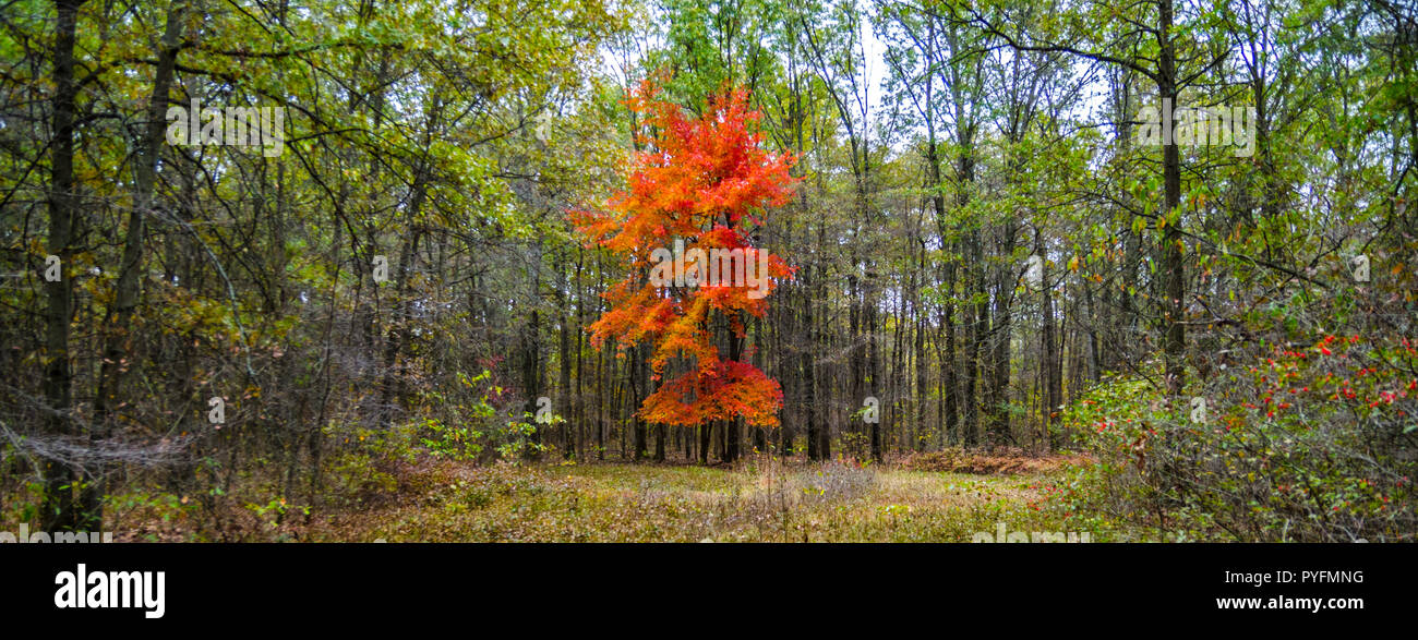 A single brightly colored maple tree displaying red leaves stands on ...