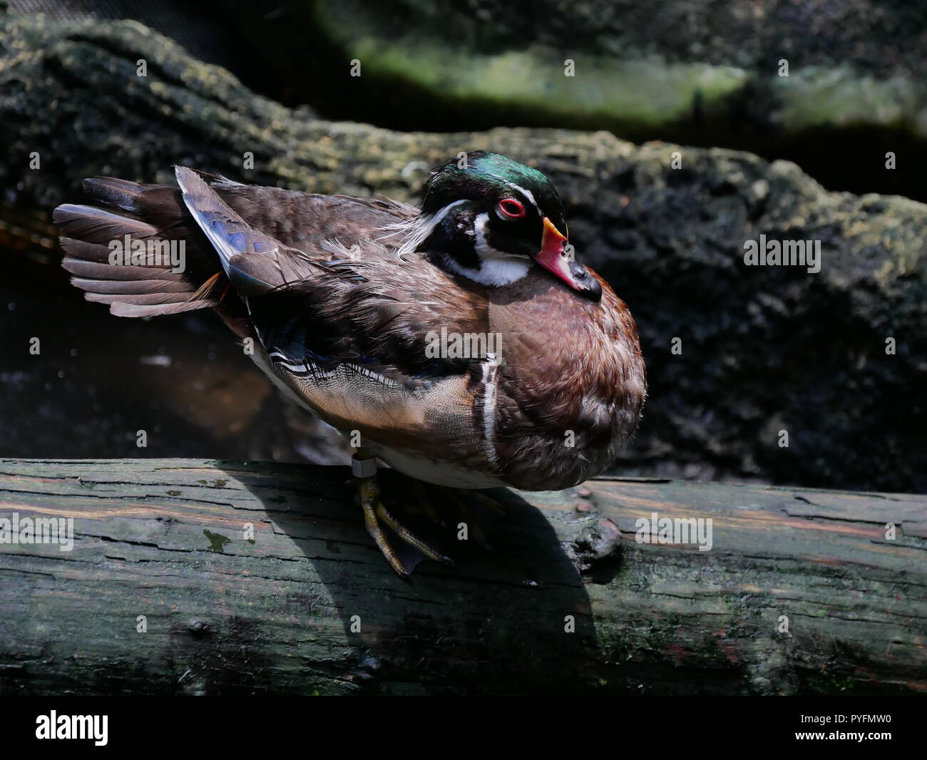 Pointy Beak High Resolution Stock Photography and Images - Alamy