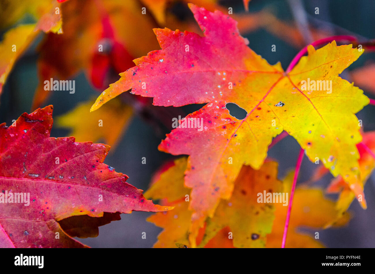 A closeup of brightly colored yellow, orange, and red maple tree leaves ...