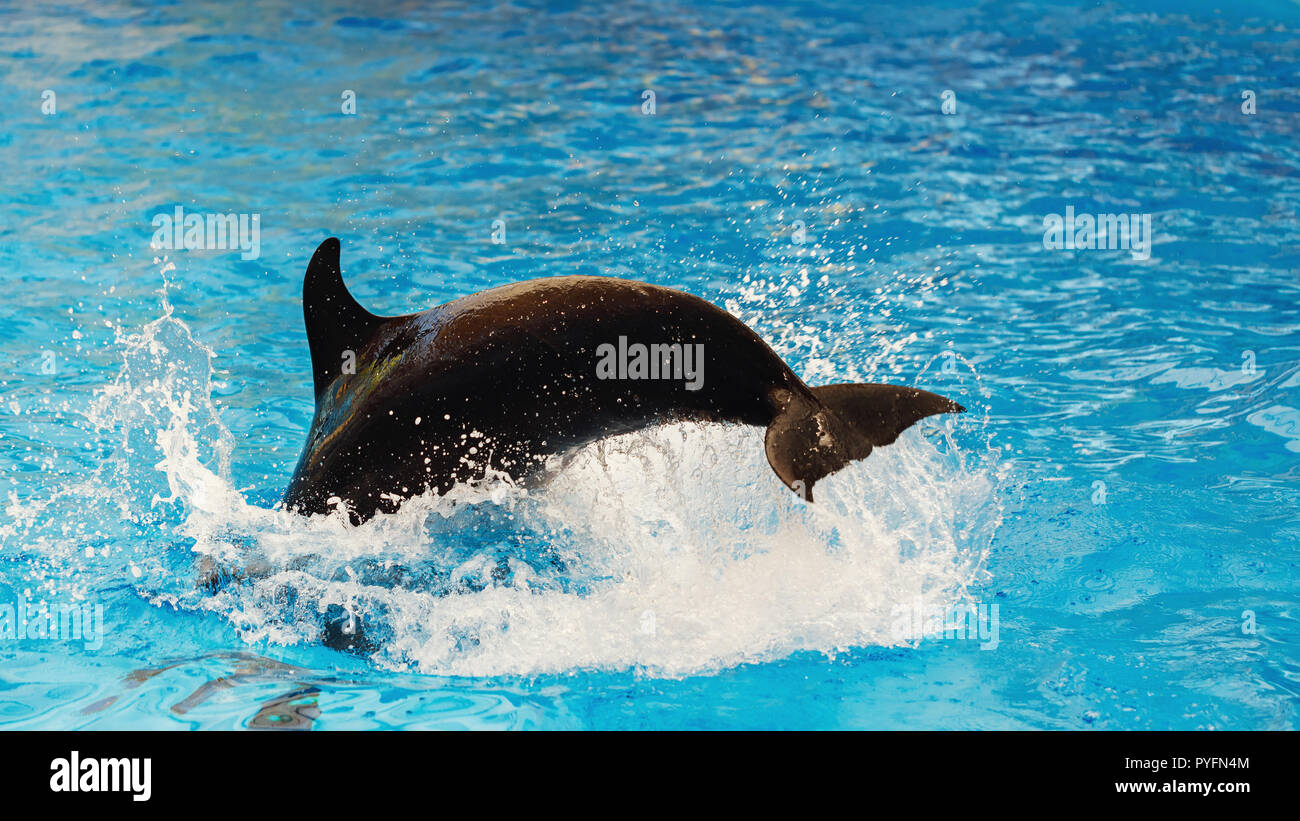 Dolphin close up underwater hi-res stock photography and images - Alamy