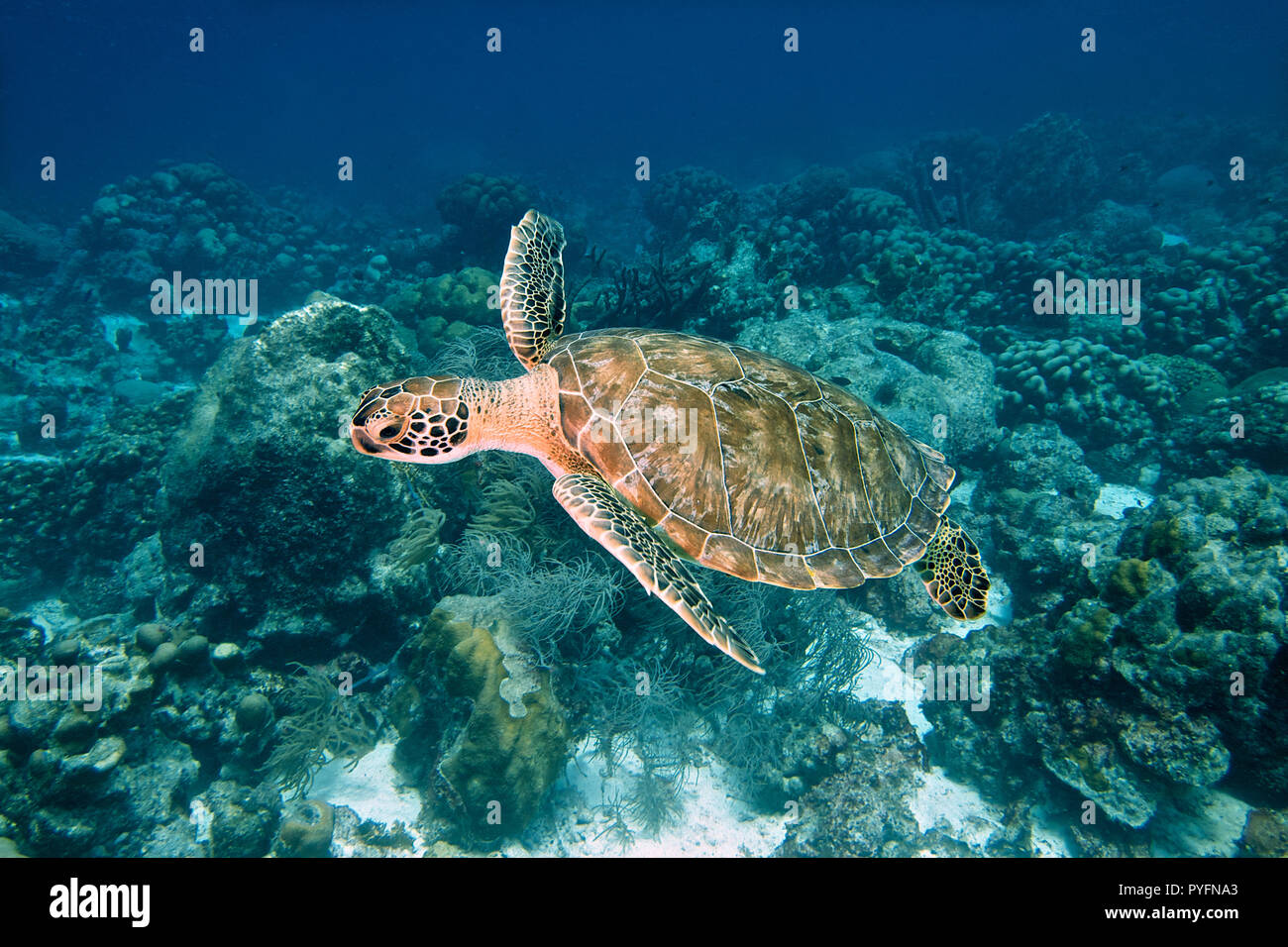 Juvenile green sea turtle swim hi-res stock photography and images - Alamy