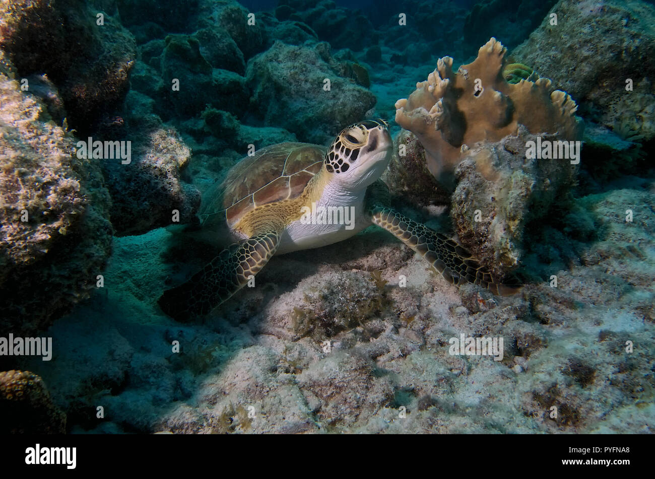 Juvenile Female Green Turtle off the coast of Bonaire Stock Photo - Alamy