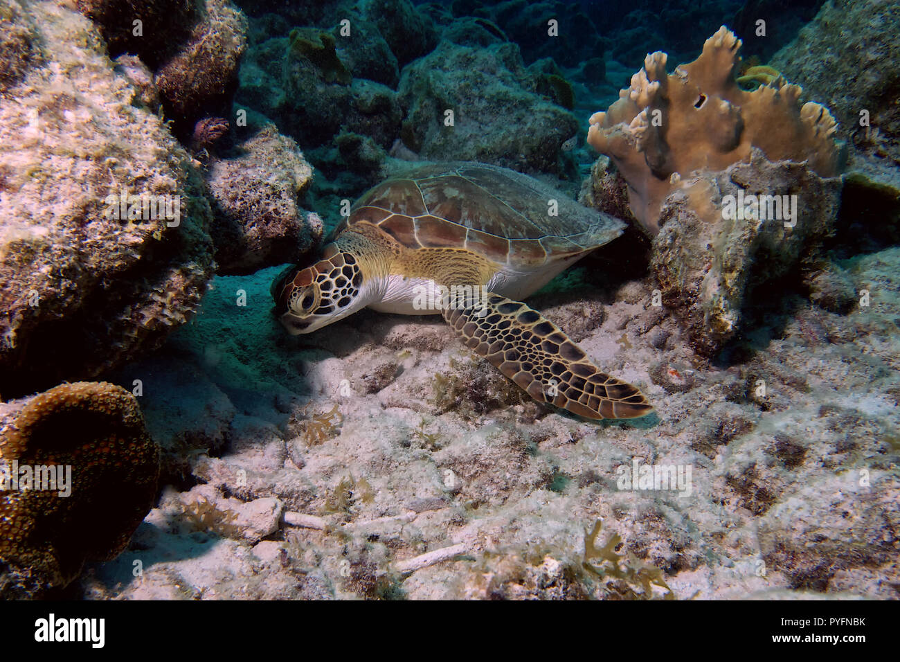Juvenile sea turtle hi-res stock photography and images - Alamy