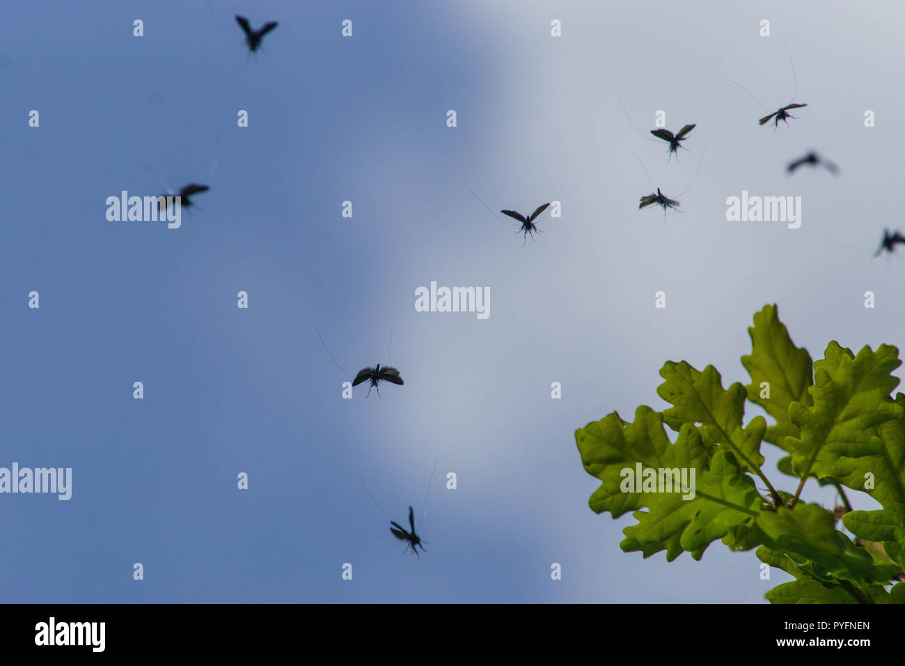 Green longhorn moths dancing over oak Stock Photo - Alamy