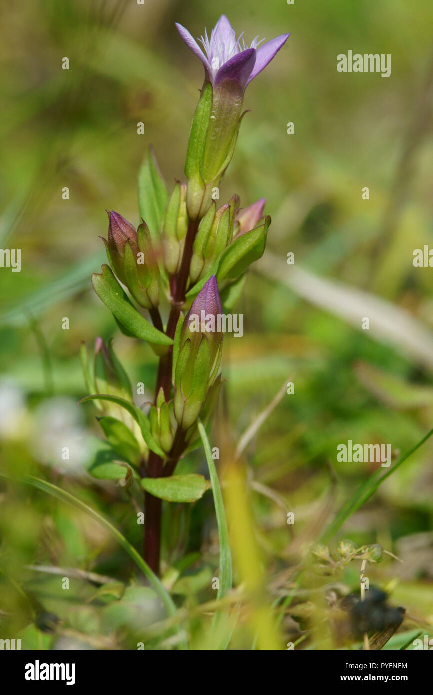 Autumn gentian, Gentianella amarella Stock Photo - Alamy