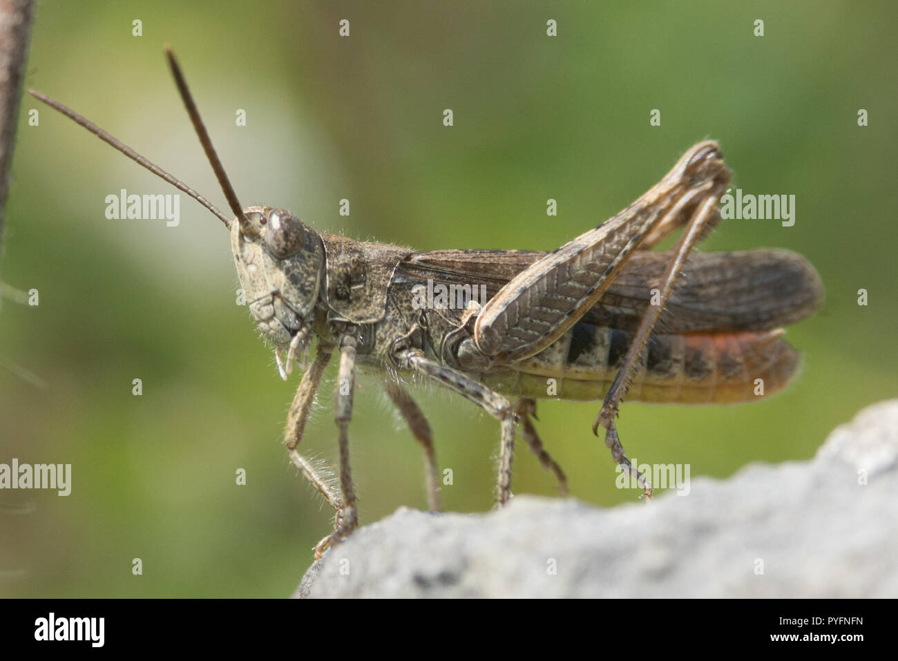 Common field grasshopper Stock Photo - Alamy
