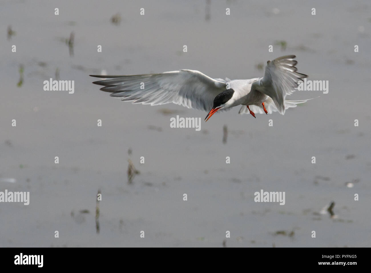 Common tern in flight Stock Photo - Alamy