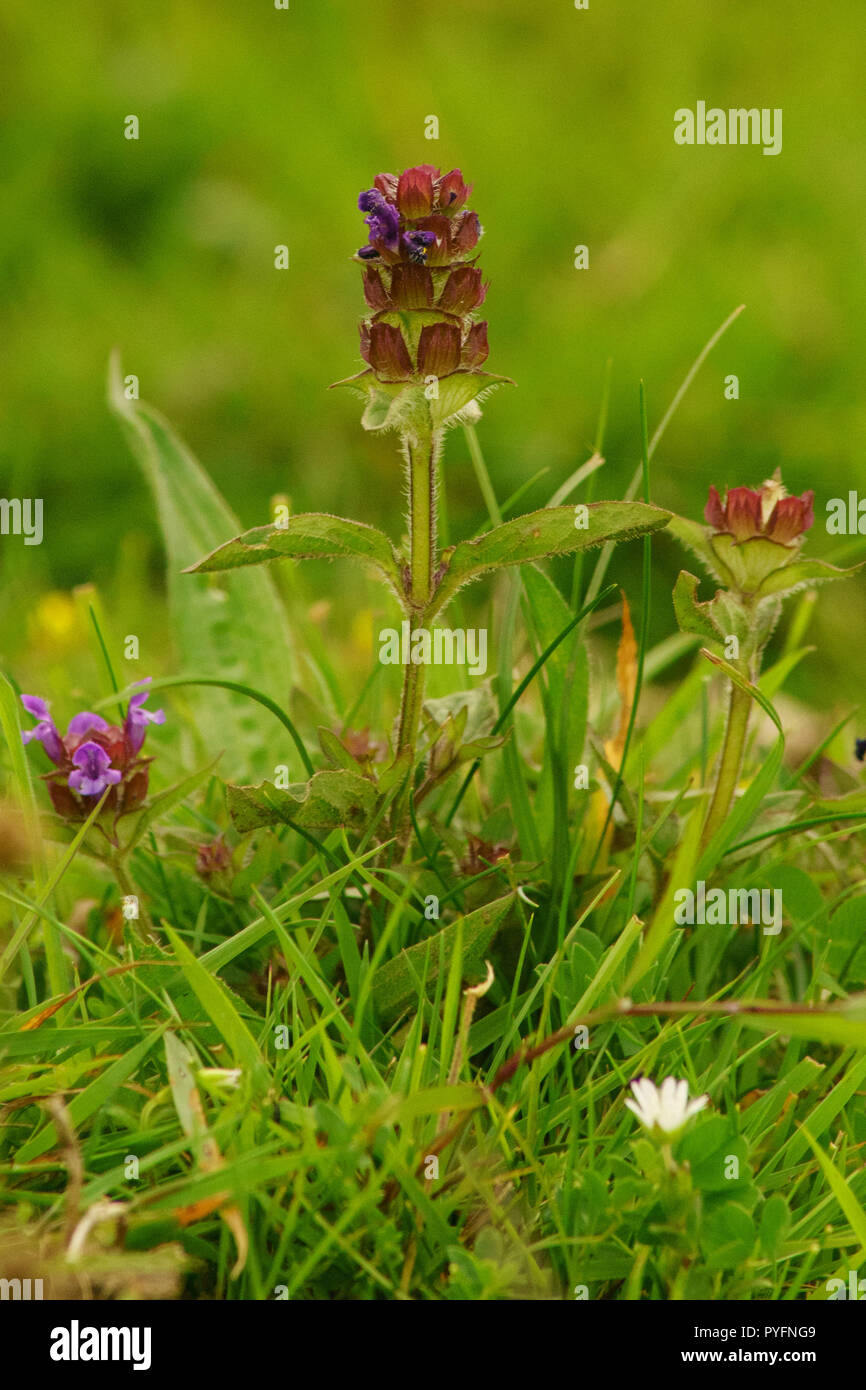 Self-heal, Prunella vulgaris Stock Photo - Alamy