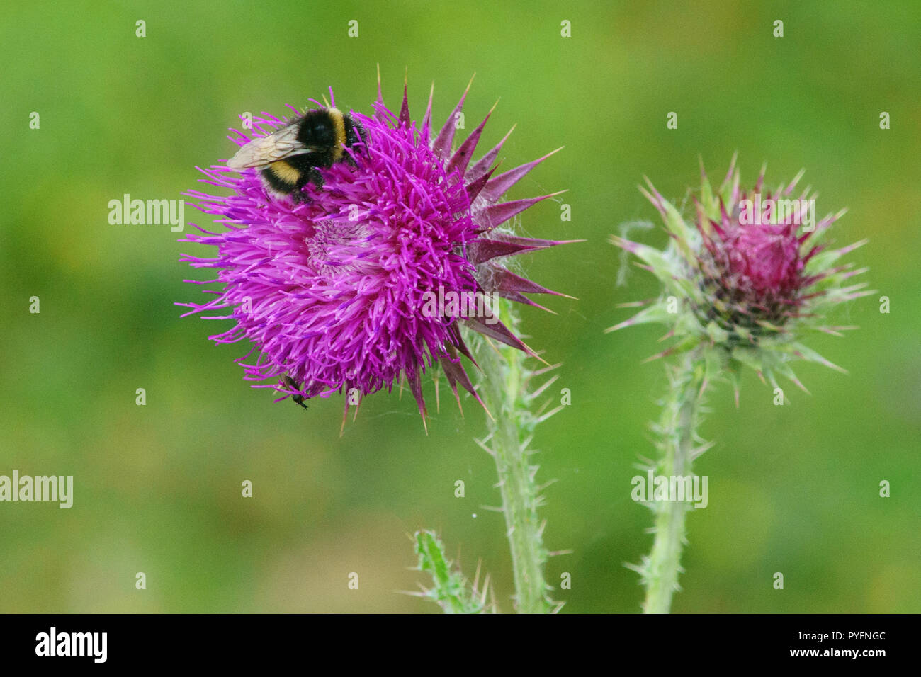 Buff-tailed bumblebee on nodding thistle Stock Photo - Alamy