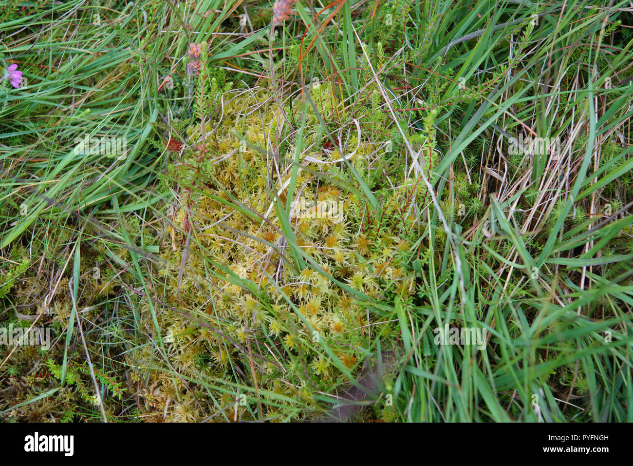 Flat topped bog moss hi-res stock photography and images - Alamy