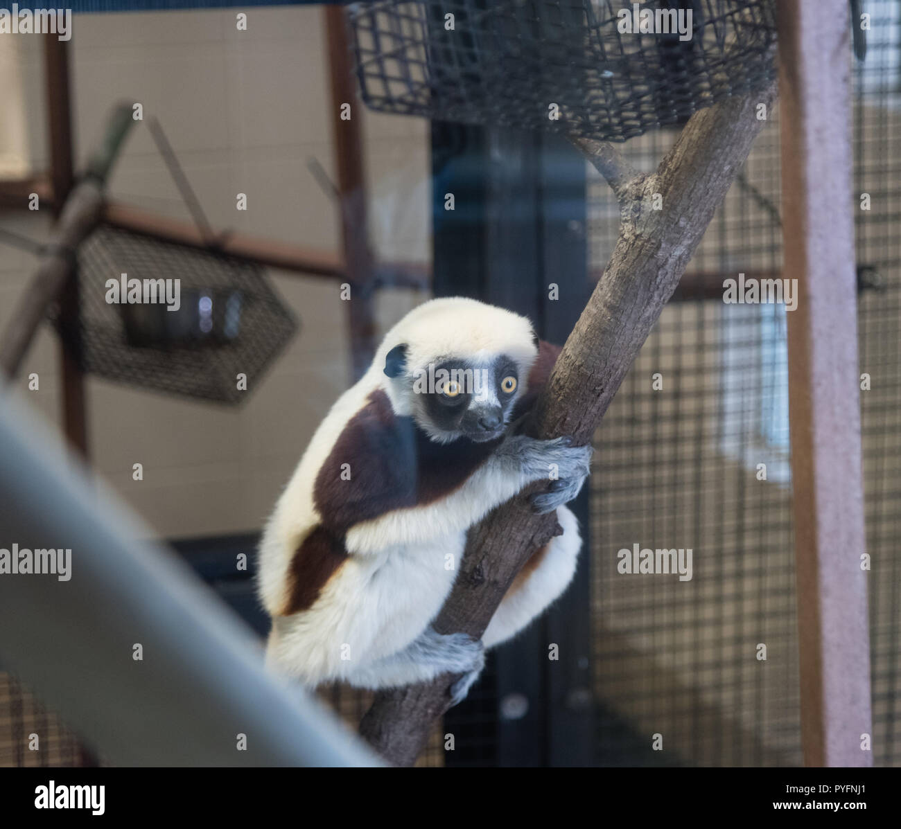 Lemur foot hi-res stock photography and images - Alamy