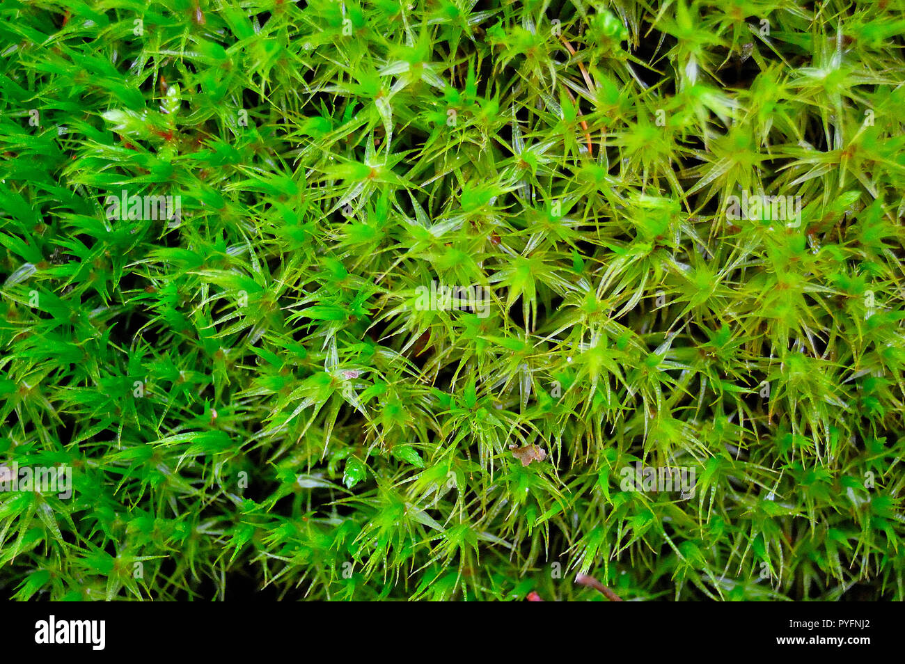 bryophyta moss isolated on white background Stock Photo - Alamy