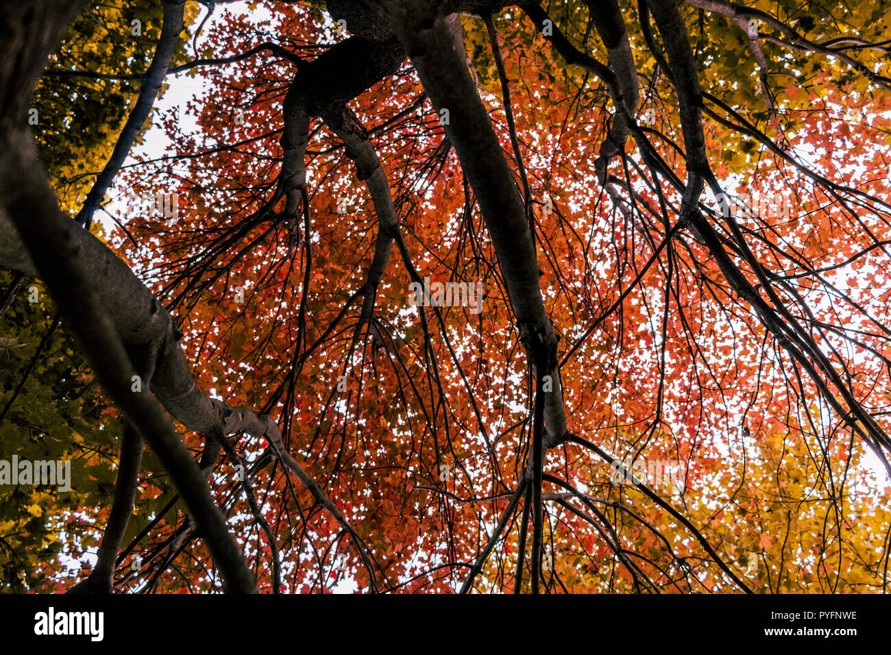 Bokeh background fall colors hi-res stock photography and images - Alamy