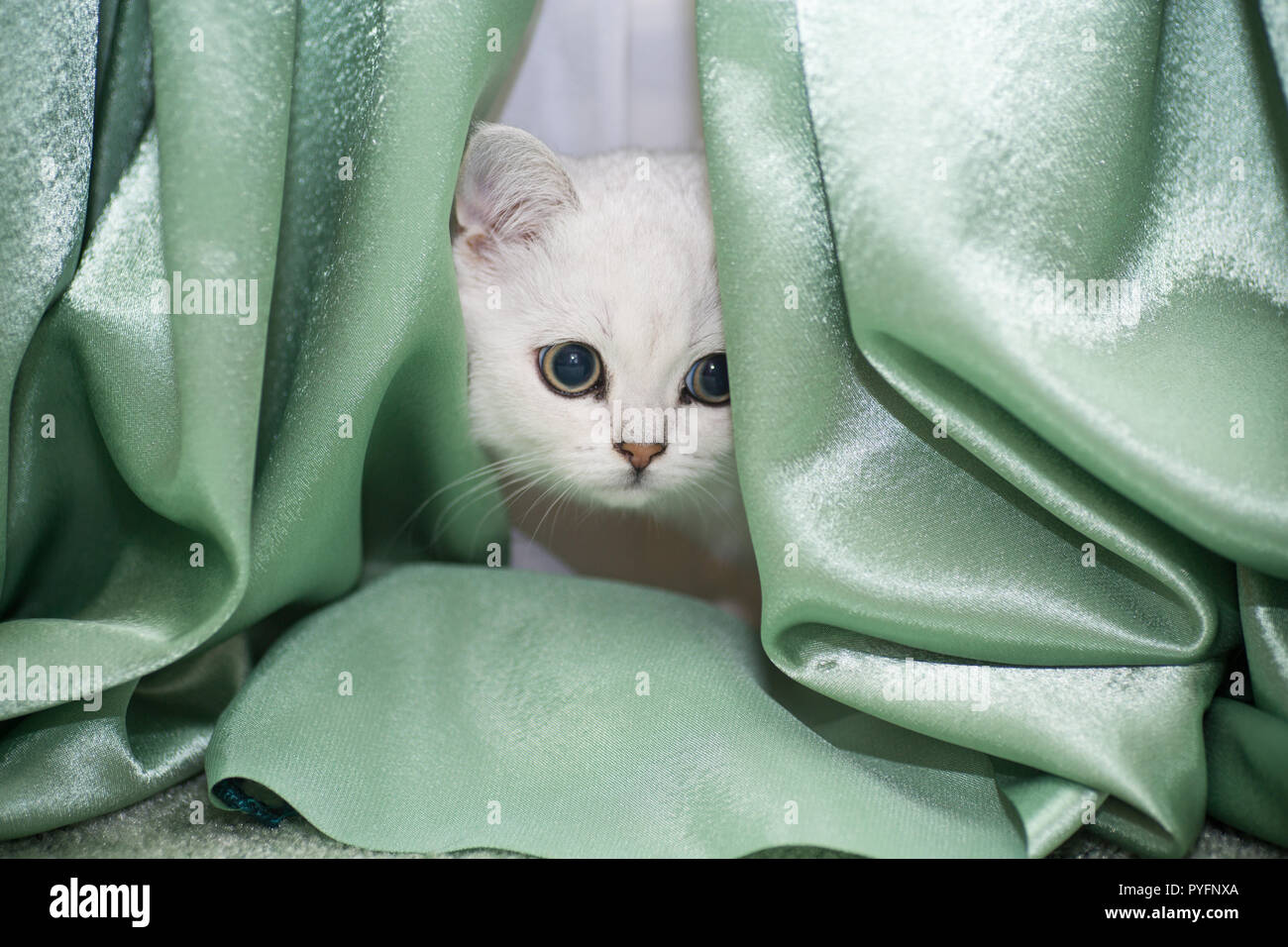 beautiful young cat breed Scottish chinchilla straight Stock Photo - Alamy