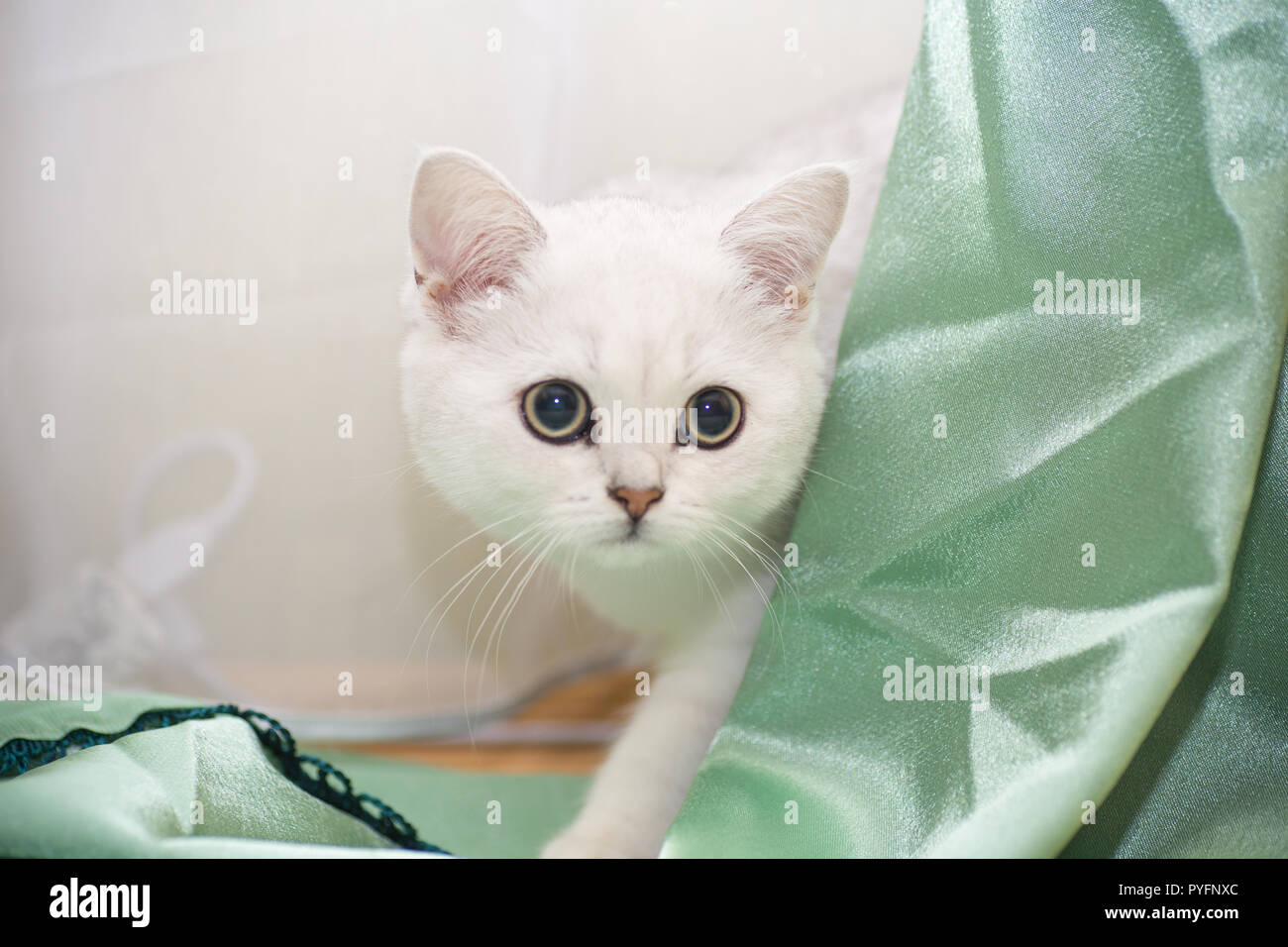 beautiful young cat breed Scottish chinchilla straight Stock Photo - Alamy
